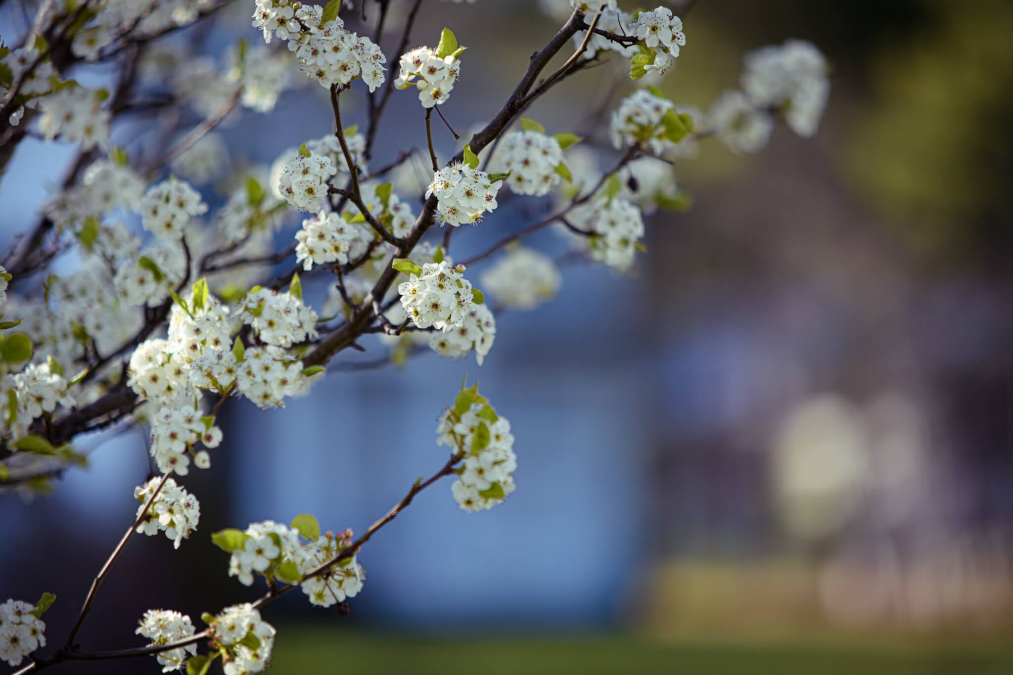 The Best Place to Spend Spring in New England | Cove Communities