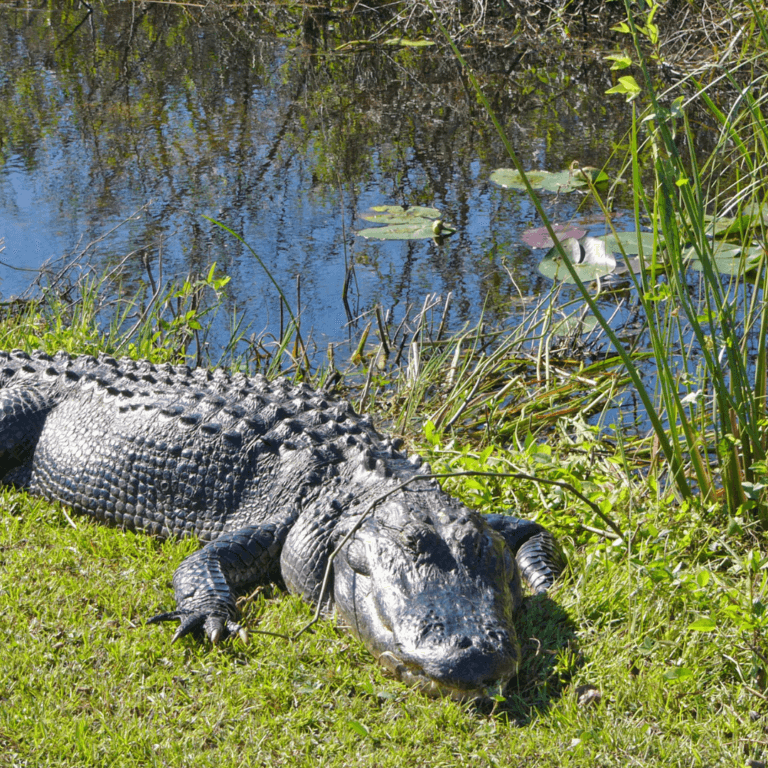 Chokoloskee RV Park | Waterfront Campground near the Everglades